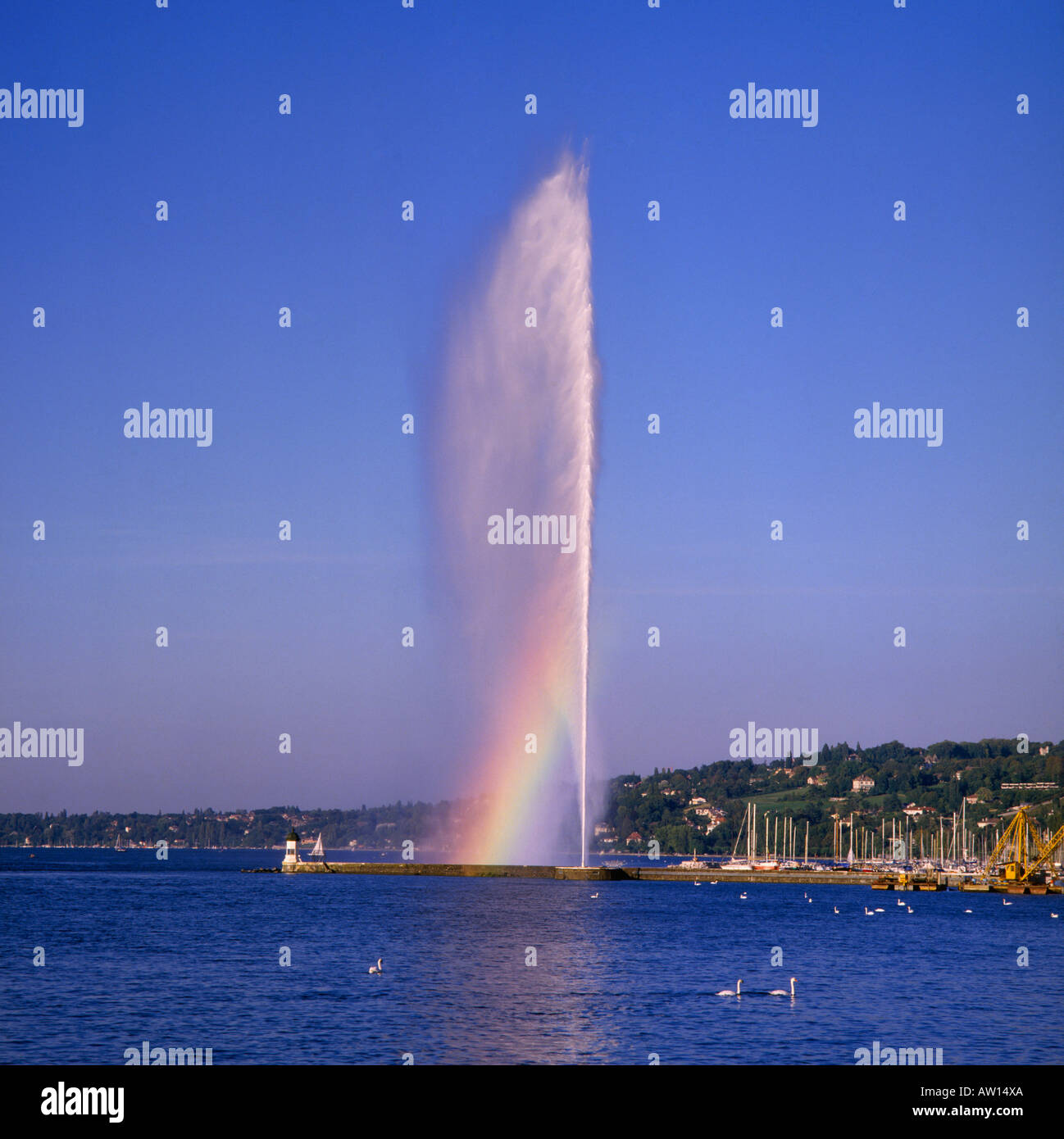 The water jet with rainbow in the spray with white swans and birds ...