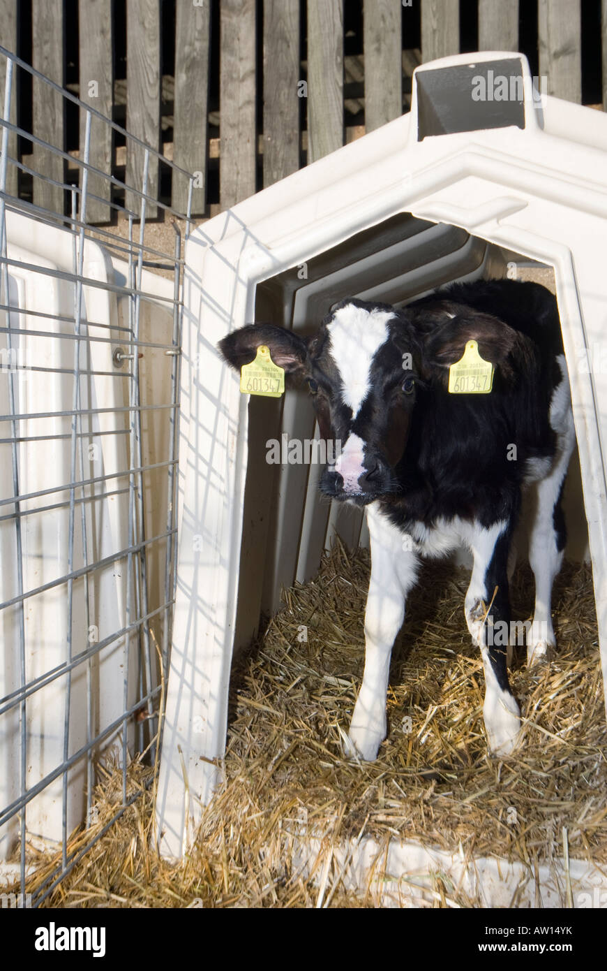 friesian calf on a farm in the uk Stock Photo - Alamy