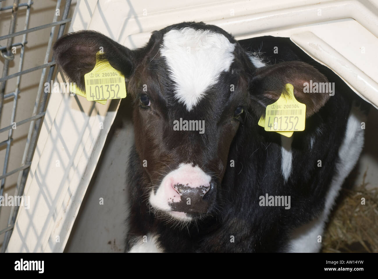 friesian calf on a farm in the uk Stock Photo - Alamy
