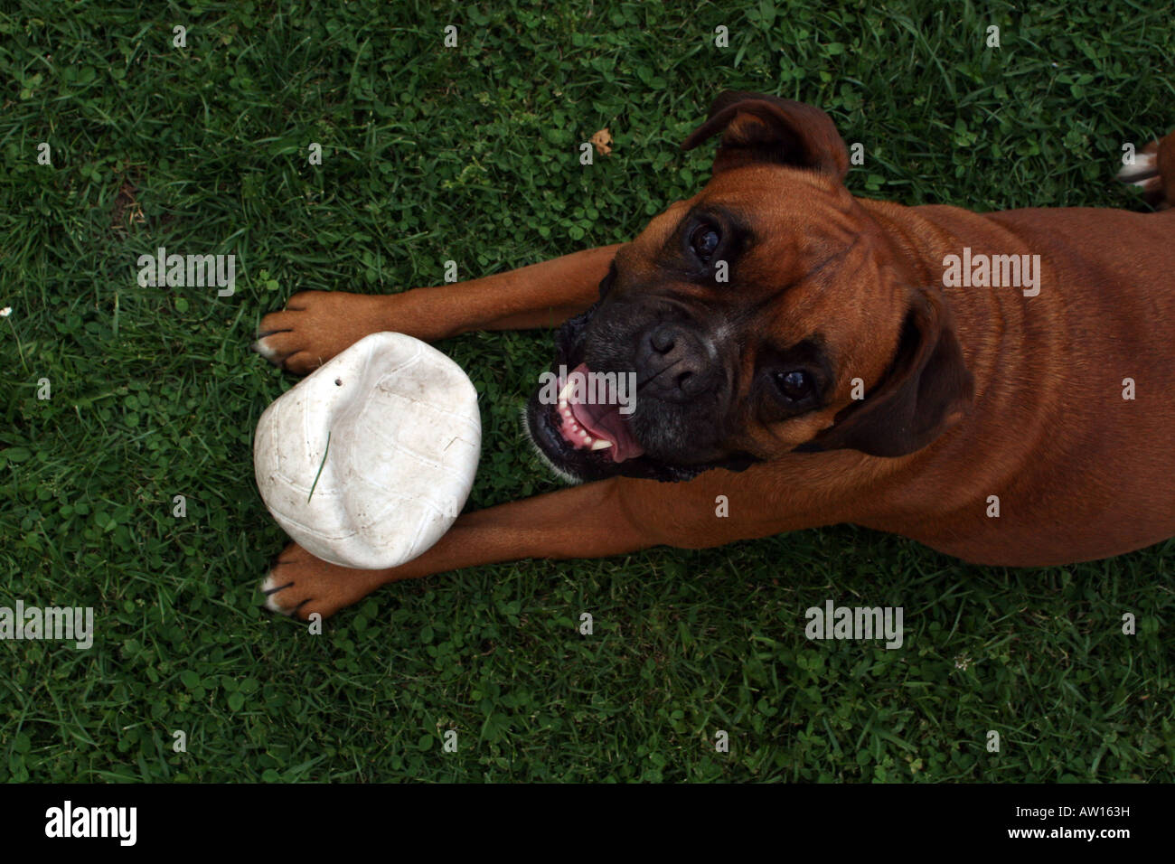 Dog with a deflated volleyball Stock Photo - Alamy