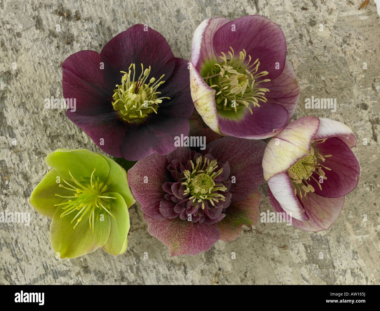 Mixed hellebore flowers hi-res stock photography and images - Alamy