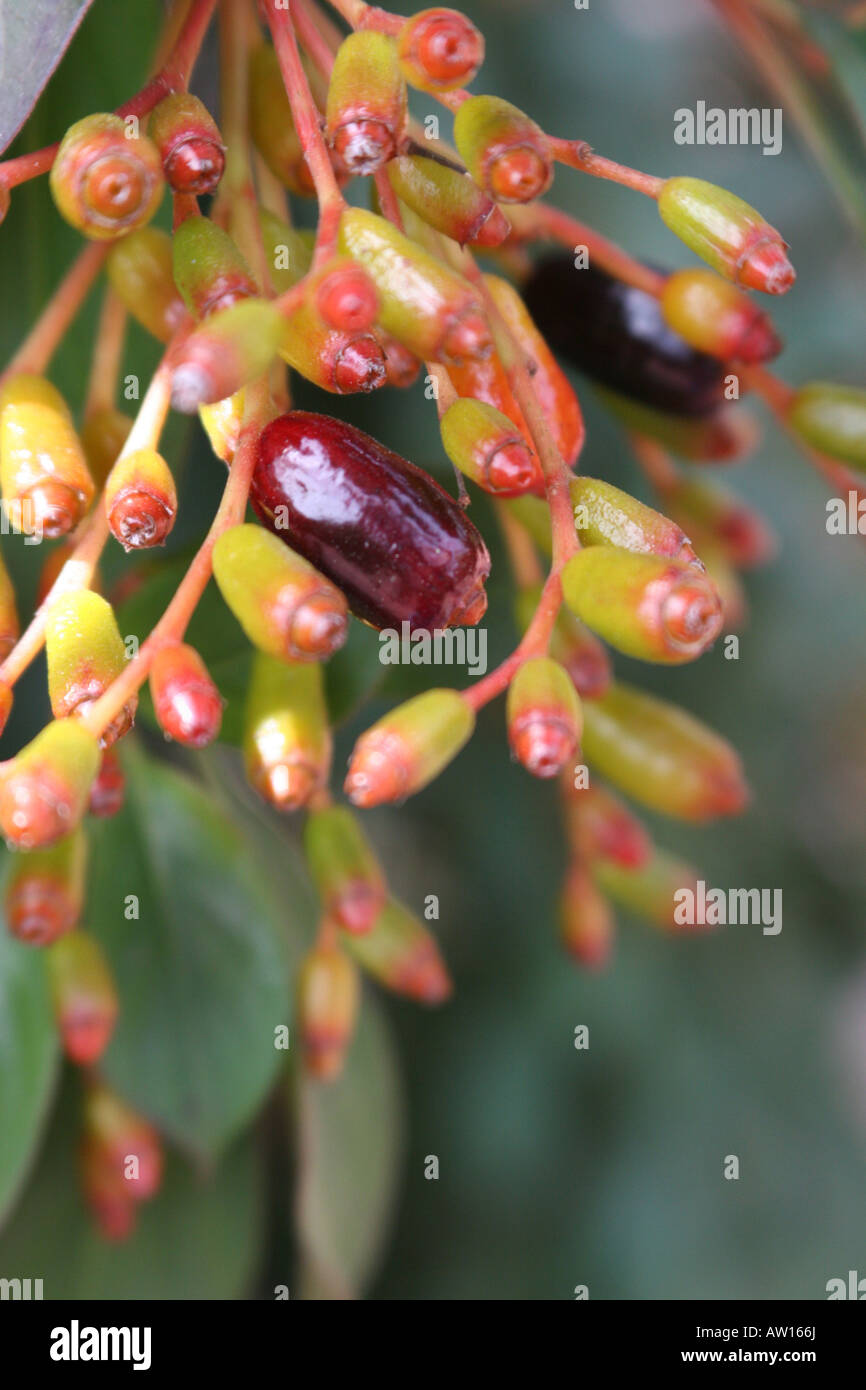Fruits of the Ceylon Date Palm Phoenix pusilla at the Harry P Leu ...