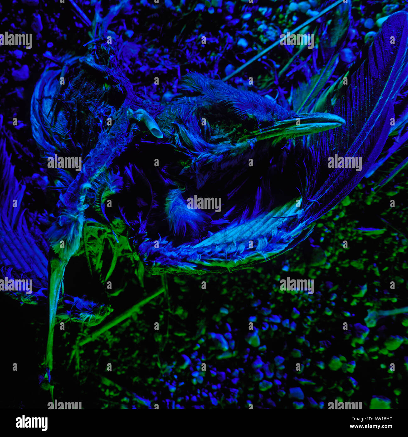 A dead bird lays twisted on the ground and is light painted in ominous ...