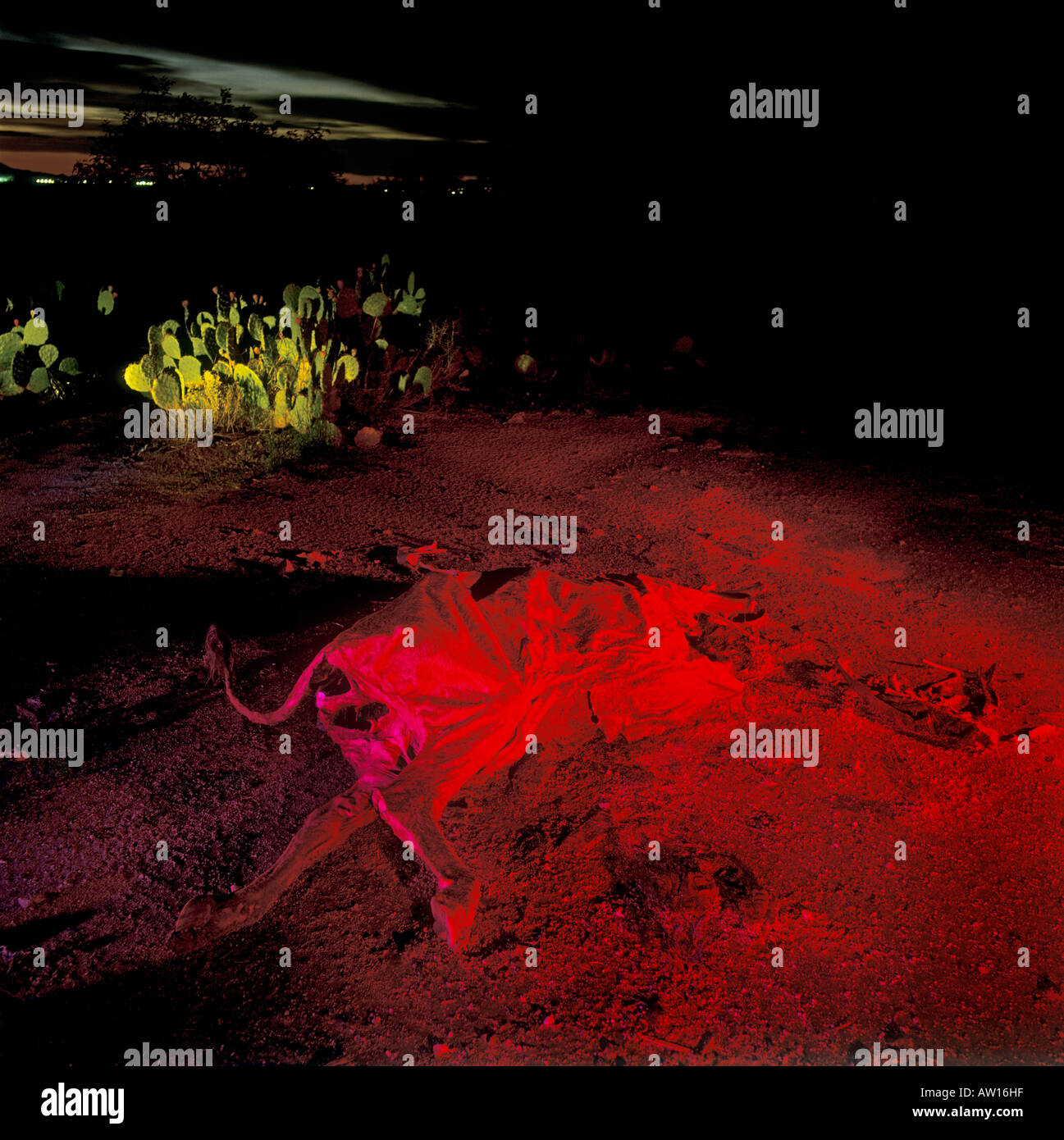 Sickly cactus hi-res stock photography and images - Alamy