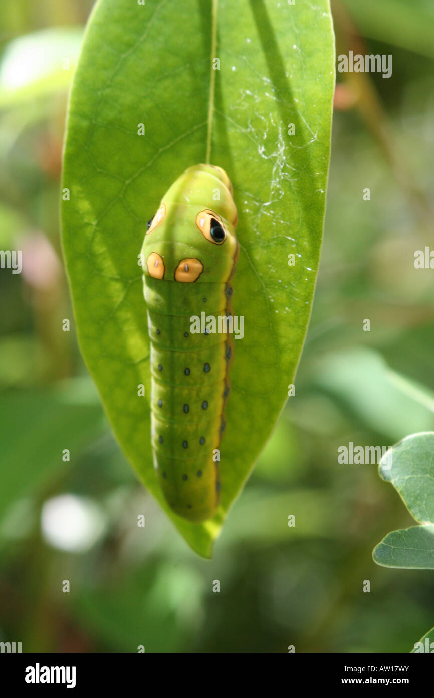 Camouflaged Spicebush Swallowtail Larva Papilio troilus Stock Photo - Alamy