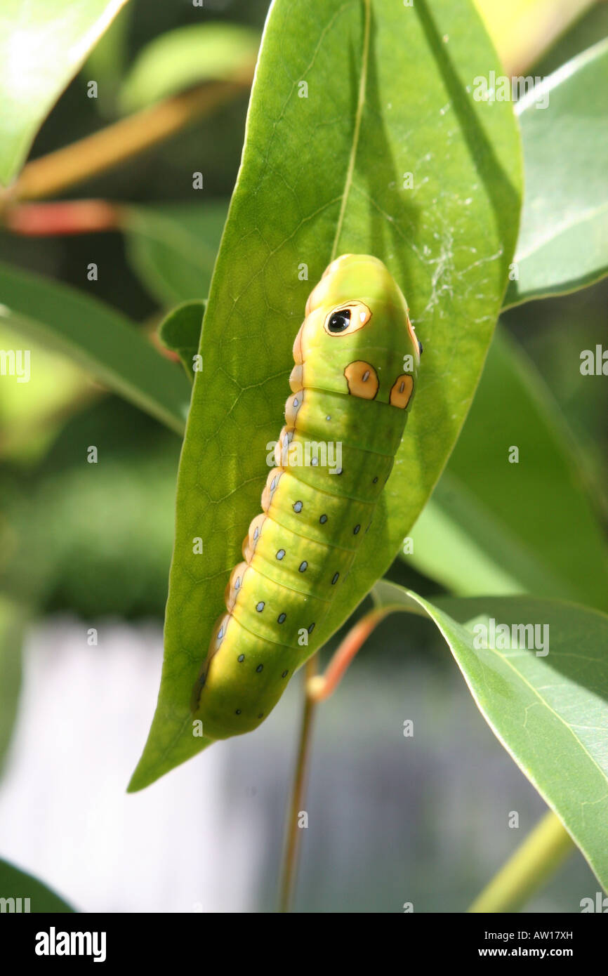 Spicebush swallowtail larva hi-res stock photography and images - Alamy