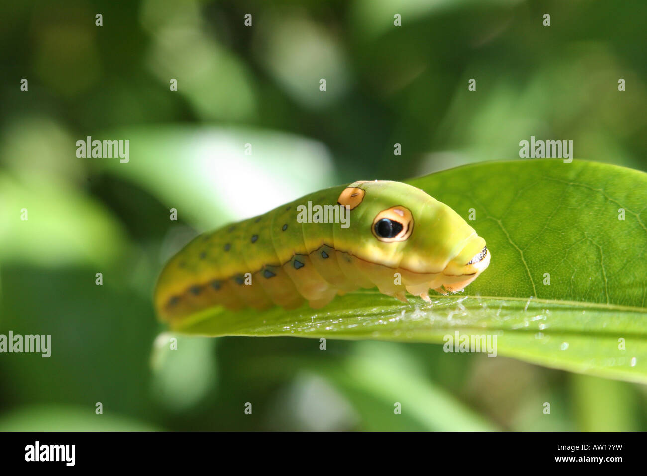 Spicebush Swallowtail Caterpillar Caterpie