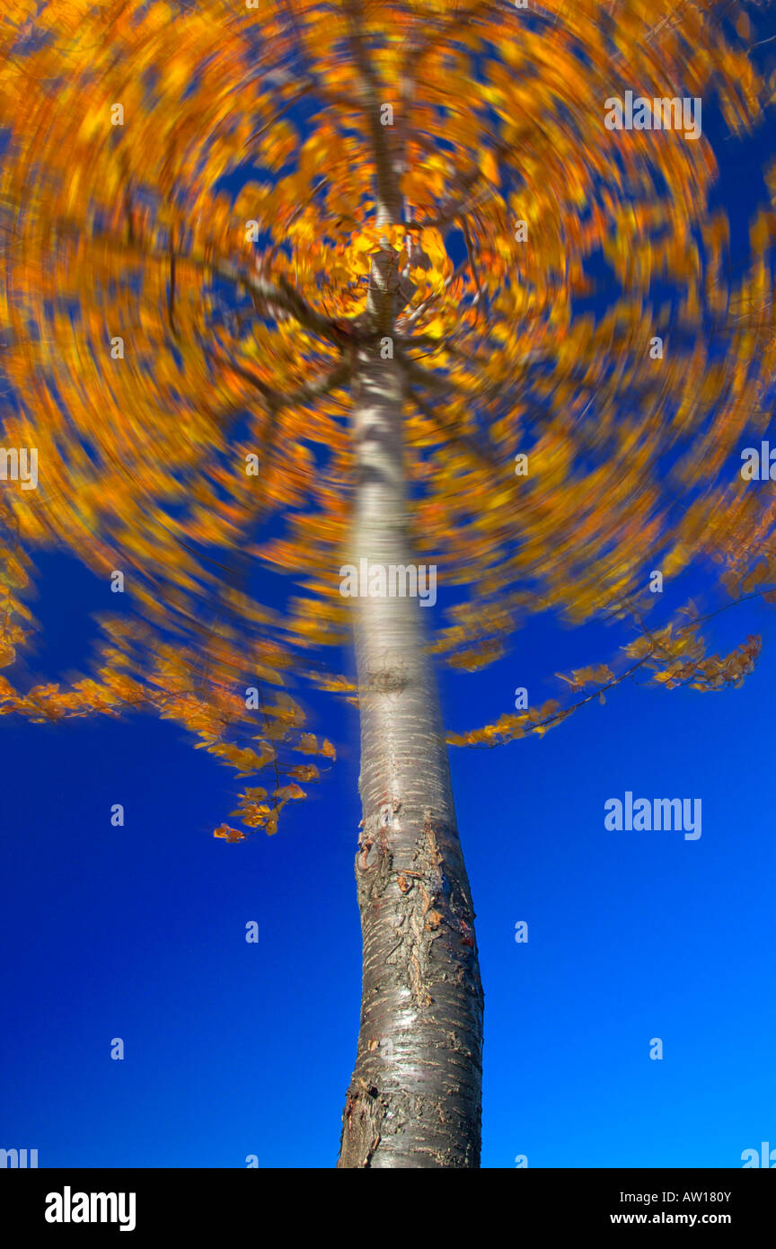 Autumn Tree Tuscany Italy Stock Photo - Alamy