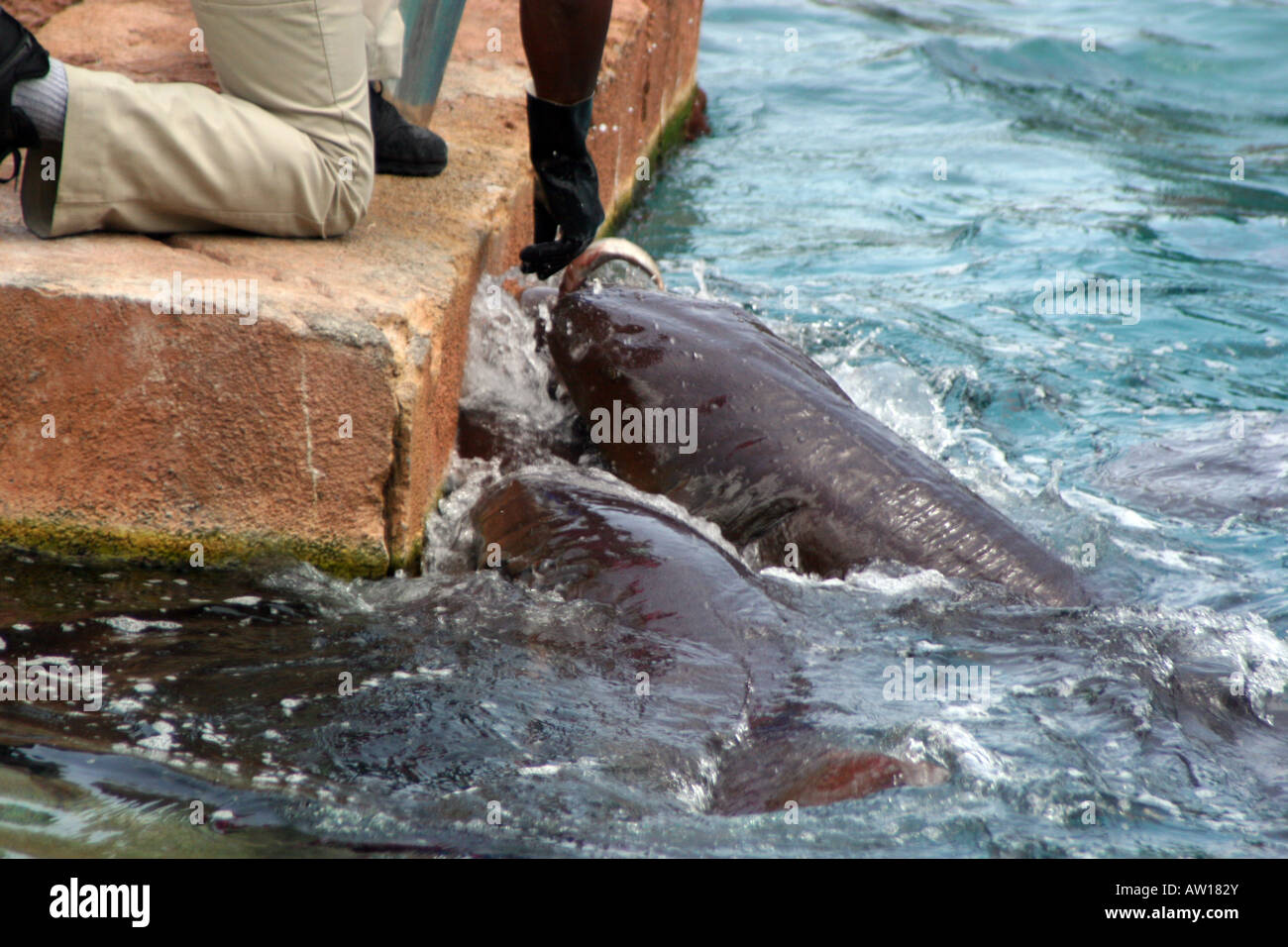 Shark feeding at the Mayan Temple Lagoon Atlantis Pleasure Island ...
