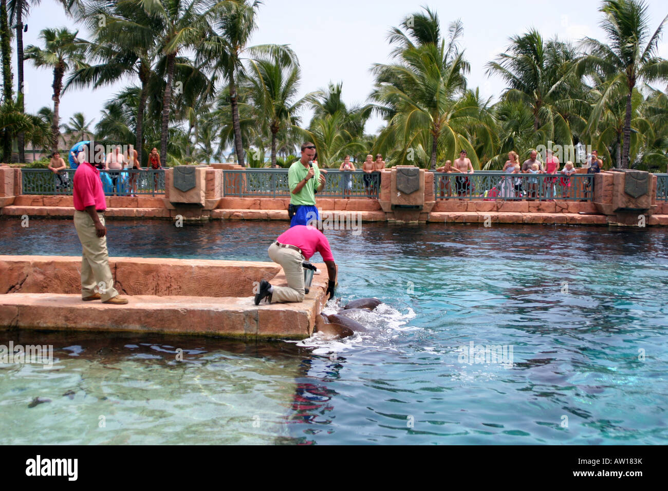 Shark feeding at the Mayan Temple Lagoon Atlantis Pleasure Island ...