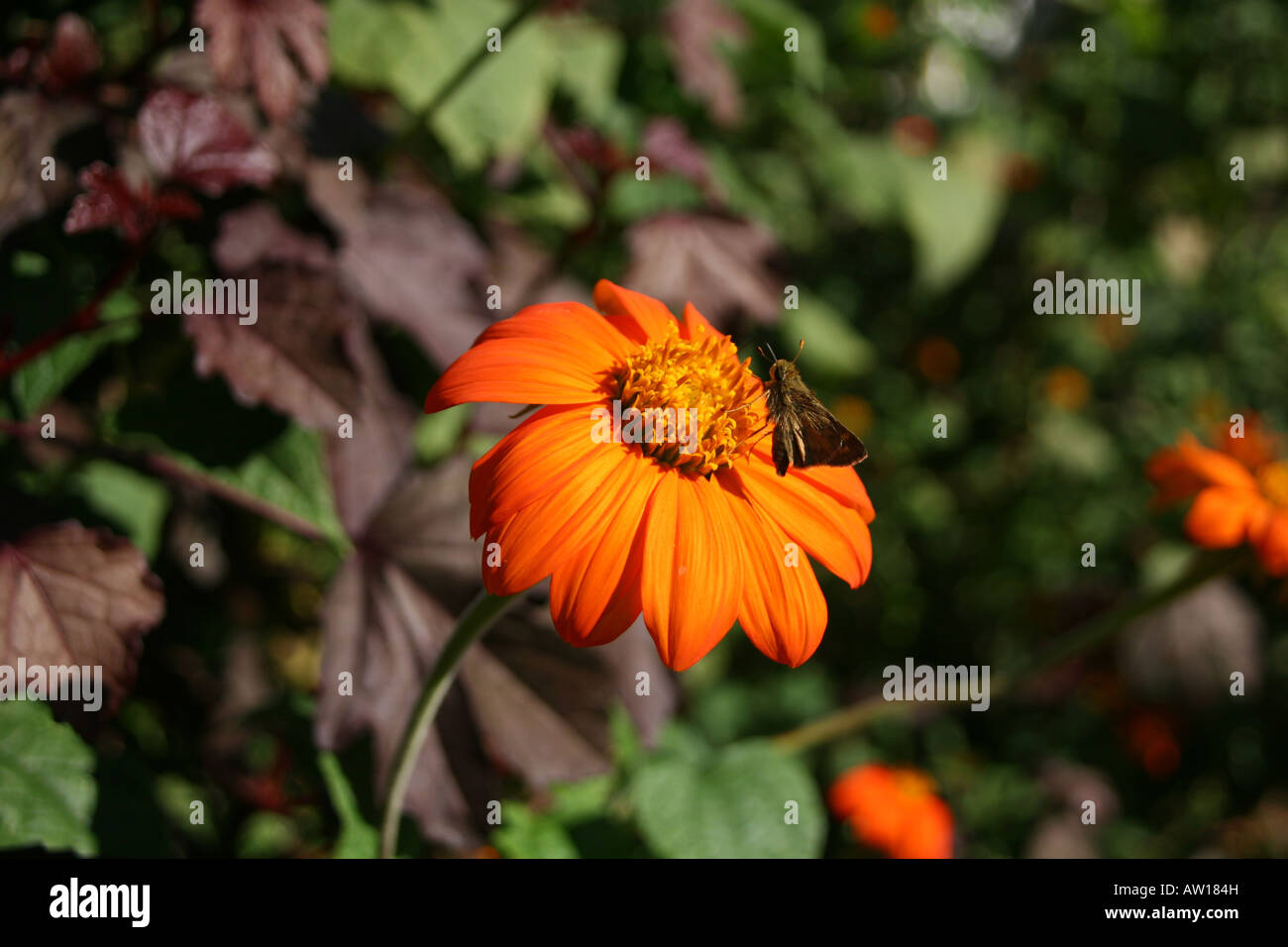 Moth pollinating orange flower in Winston Salem North Carolina Stock ...