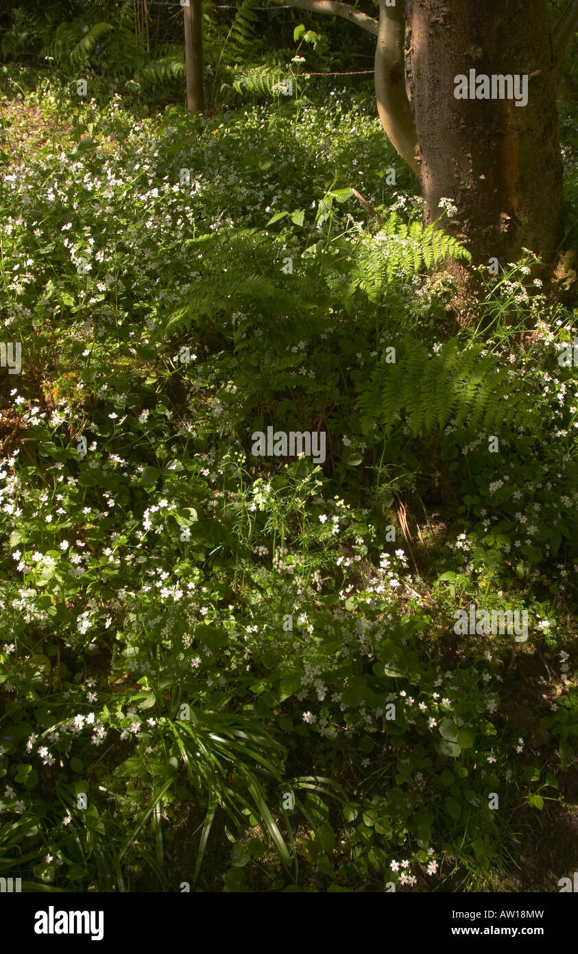 Forest Floor, Ferns, Wild Flowers including wild garlic, Isle of Arran ...