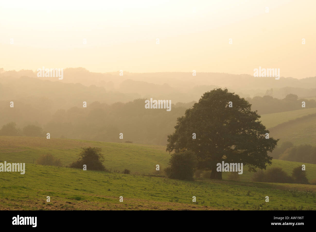 Beautiful English landscape with oak trees Stock Photo - Alamy