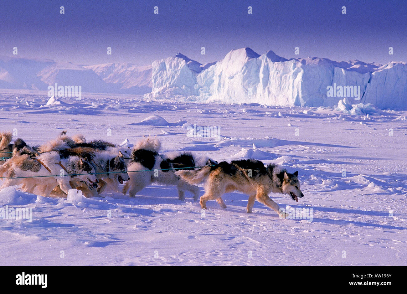 Inuit hunters travel by dog sled hi-res stock photography and images ...