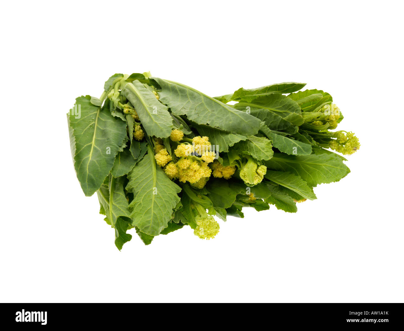 Golden Sprouting Broccoli Stock Photo - Alamy
