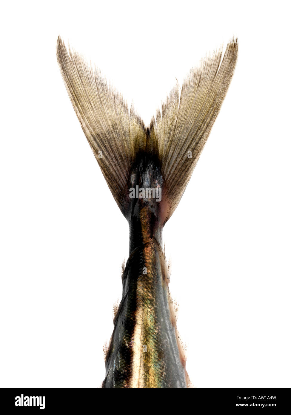 Raw Mackerel Tail Stock Photo - Alamy