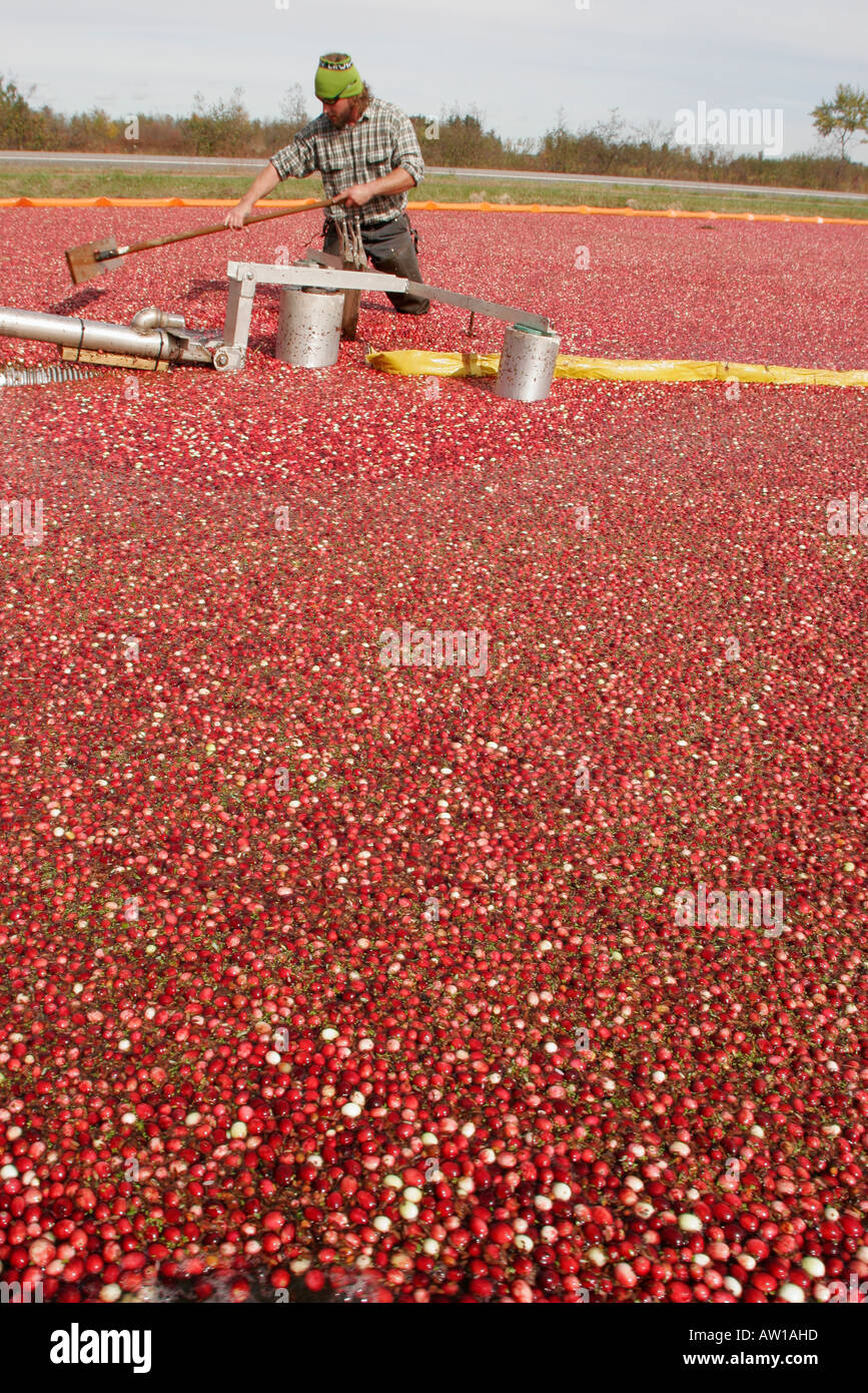 Wisconsin Wood County,highway Route 173,Cranmoor Cranberry Company ...