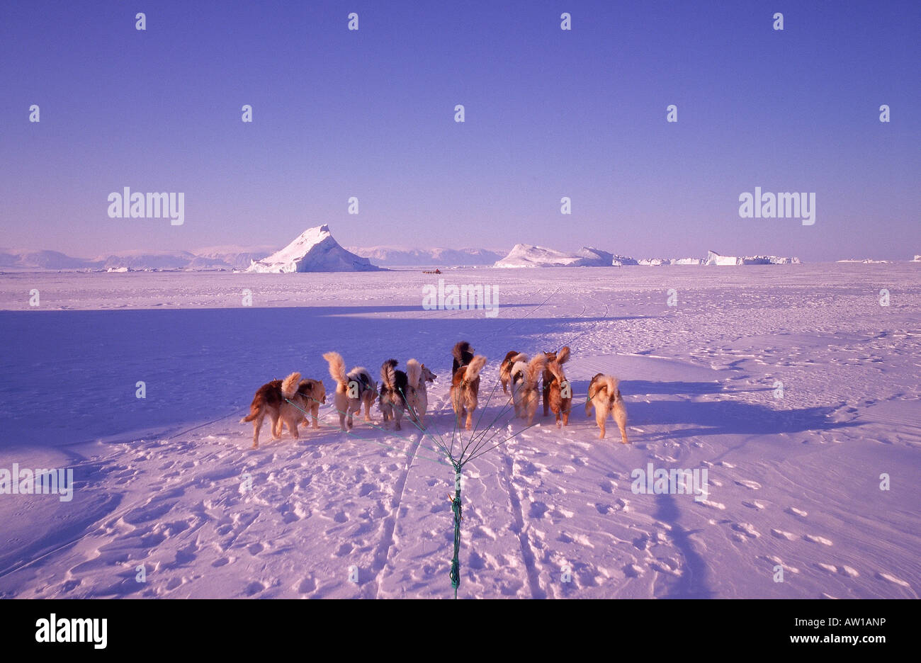 Husky Dog Sled, Thule Greenland Stock Photo - Alamy