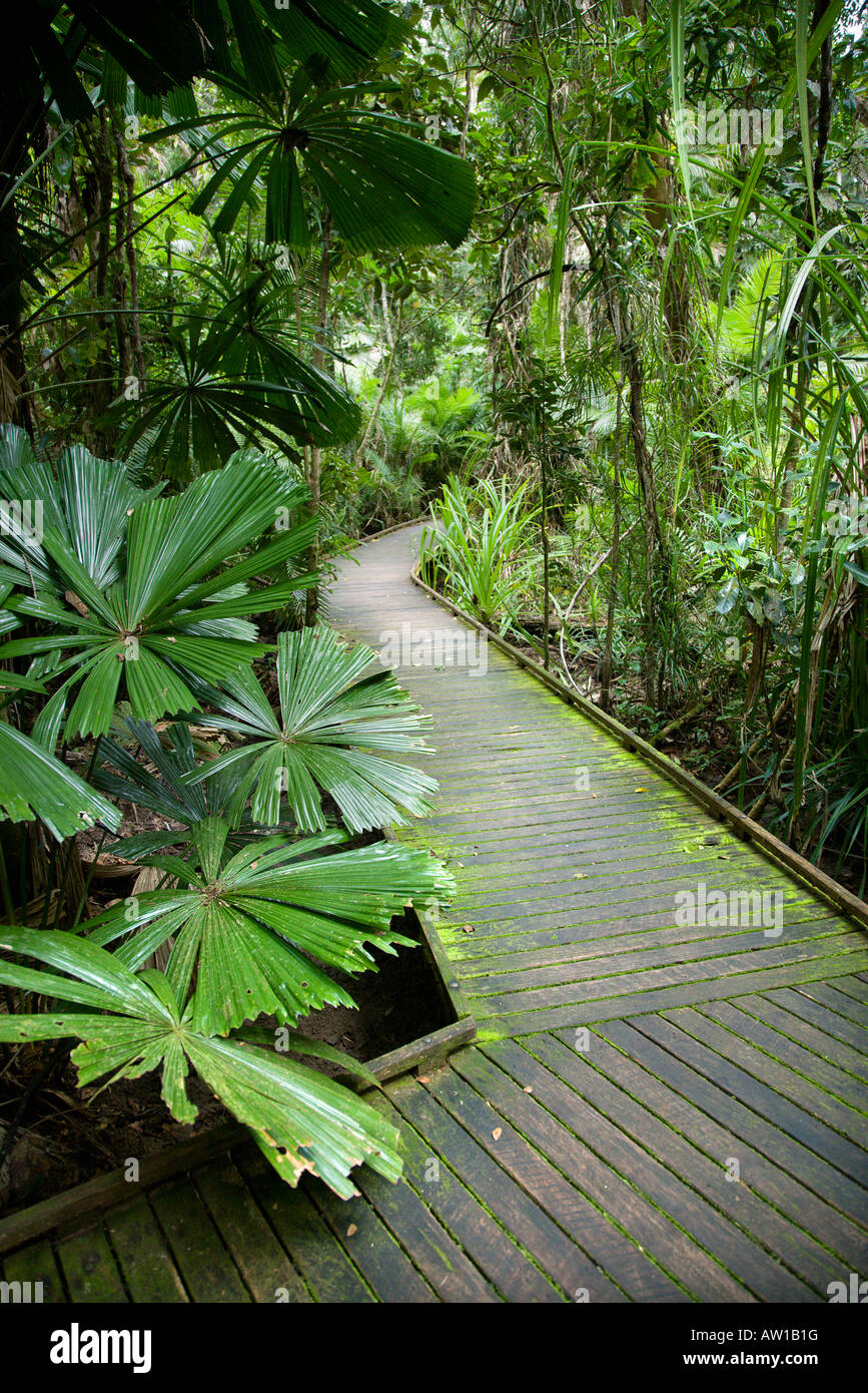 Walkway in rainforest Stock Photo - Alamy