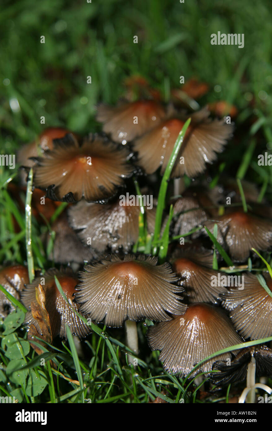 Ink cap mushrooms Stock Photo - Alamy