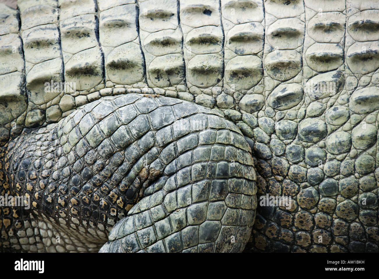 Crocodile Leg Stock Photos & Crocodile Leg Stock Images - Alamy