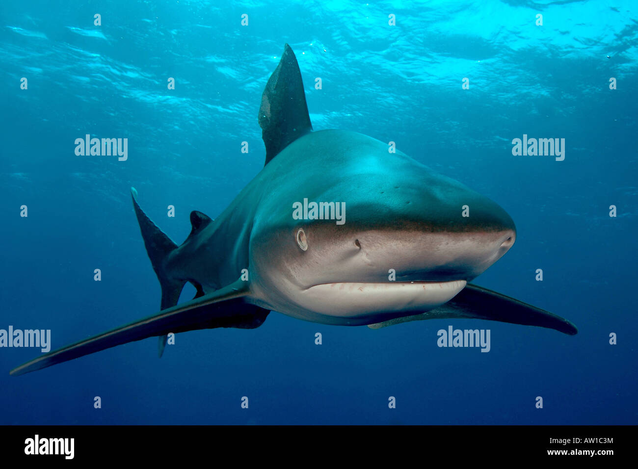 oceanic white tip shark Carcharinus longimanus Elphinstone Reef Red Sea ...