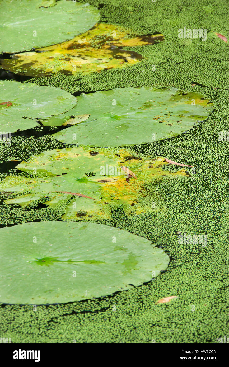 Water lily pads Stock Photo - Alamy