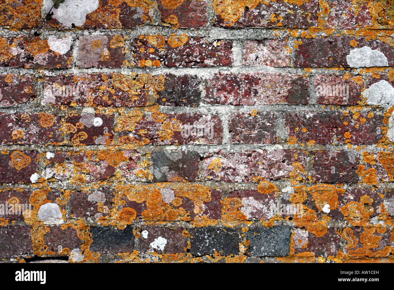 Old brick wall covered in lichen Stock Photo - Alamy