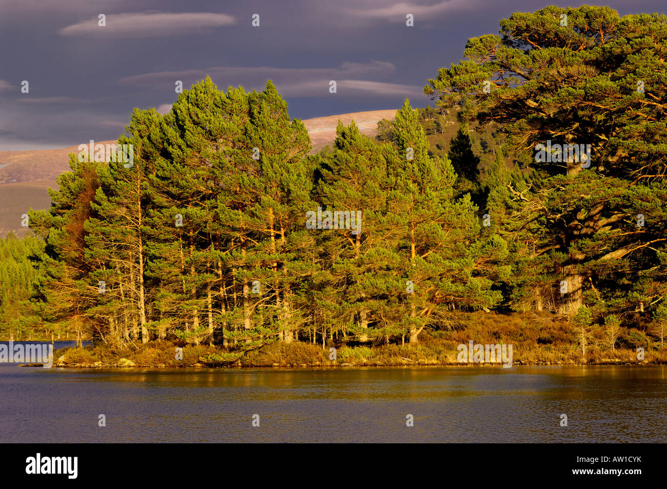 Caledonian Pine trees and loch Stock Photo - Alamy