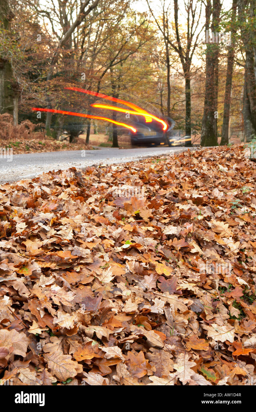 New forest speeding hi-res stock photography and images - Alamy