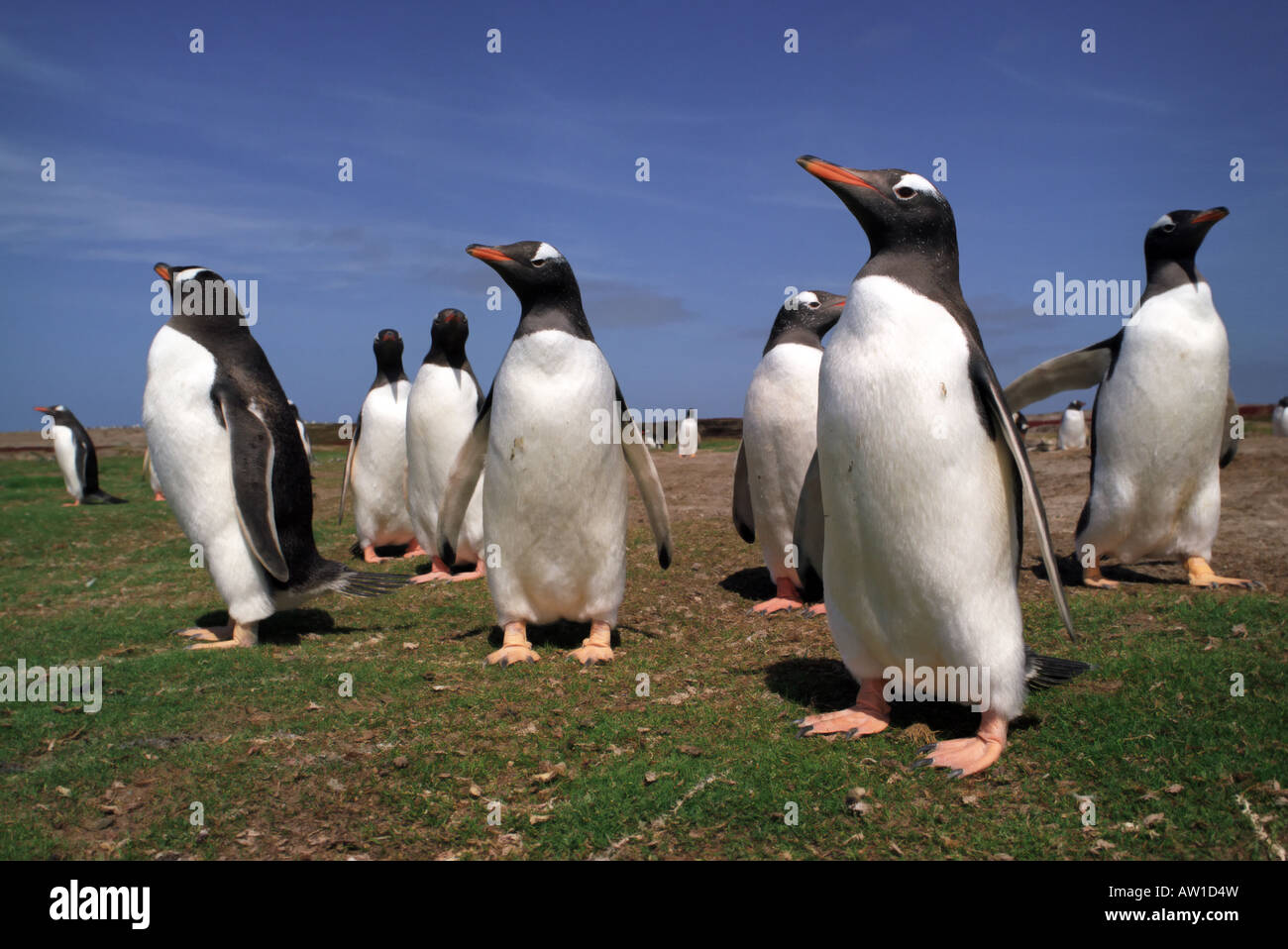 Penguin with chicken hi-res stock photography and images - Alamy