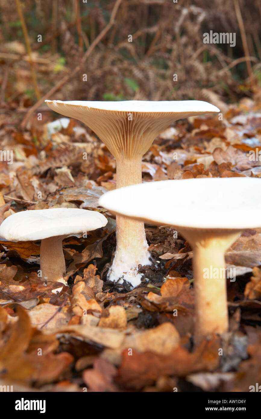 Clitocybe geotropa fungi growing in the New Forest Hampshire county ...