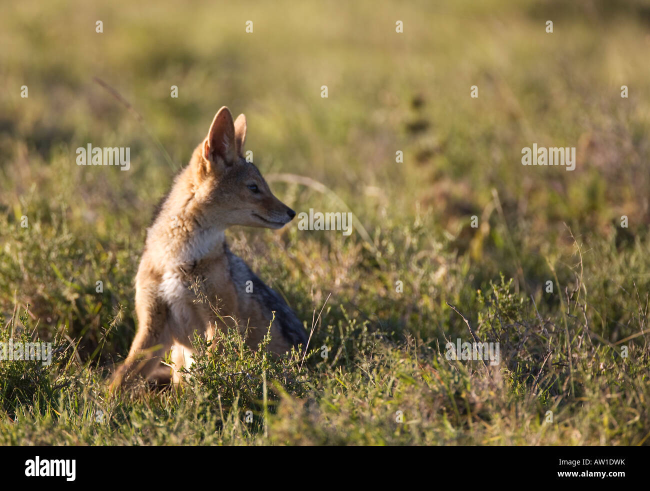 Black Backed Jackal cub (canis mesomelas) also known as Silver Backed Jackal Stock Photo - Alamy