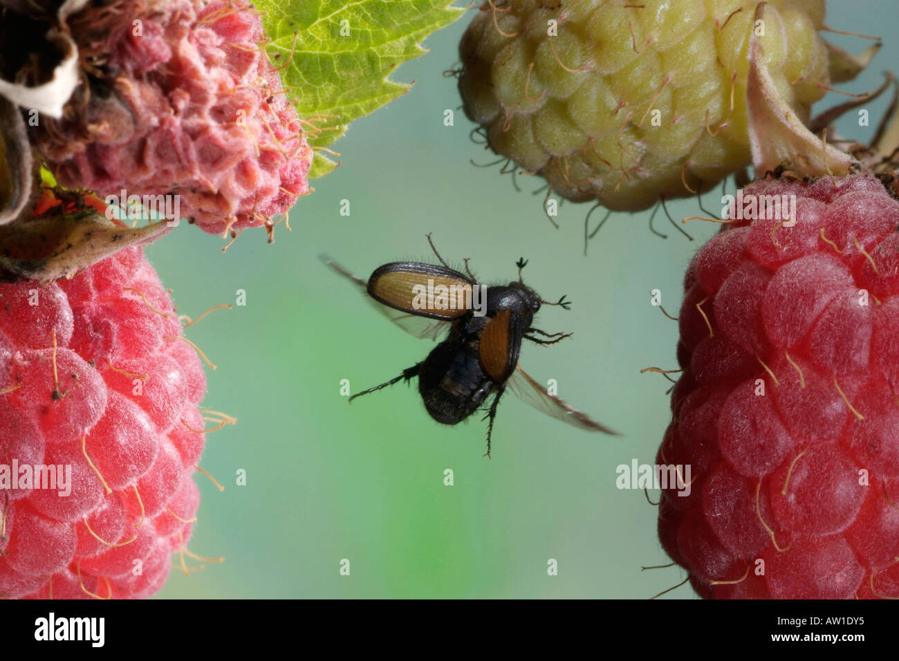 Raspberry beetle hi-res stock photography and images - Alamy