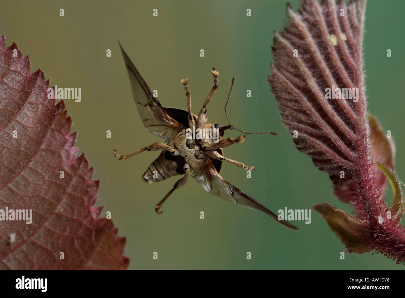 Flying weevil (Curculio nucum Stock Photo - Alamy
