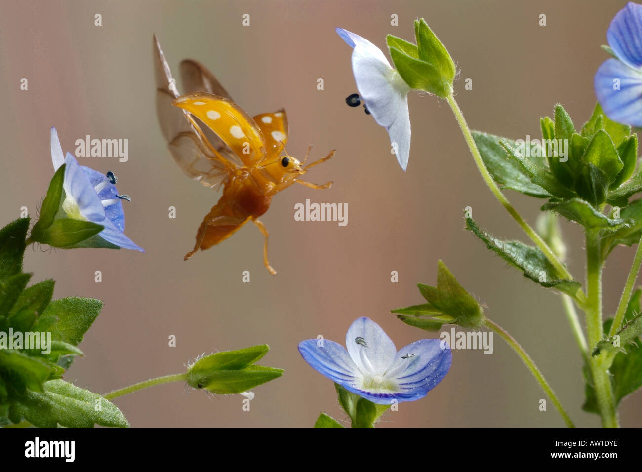Flying beetles hi-res stock photography and images - Alamy