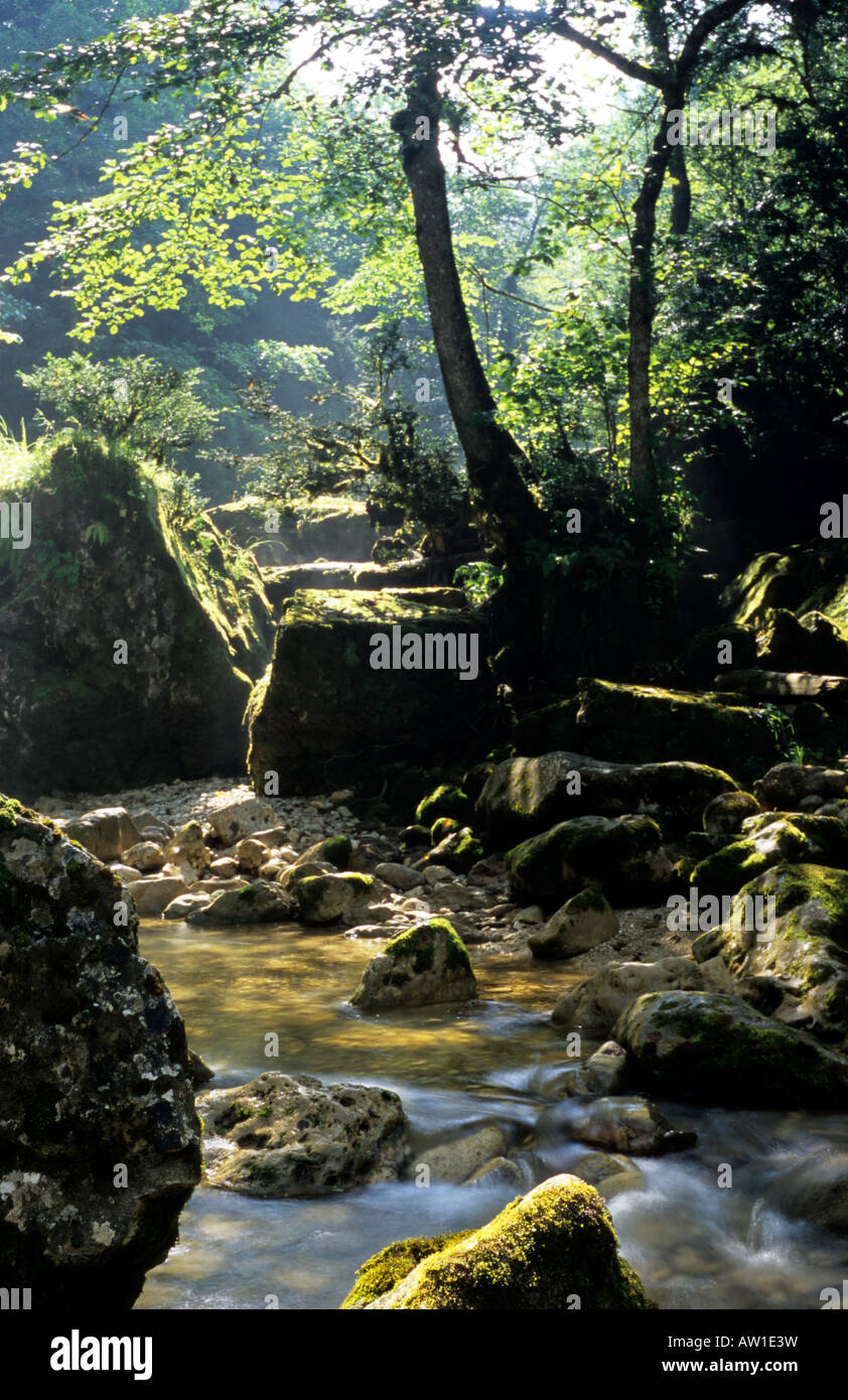Serene scene - forest river Stock Photo - Alamy