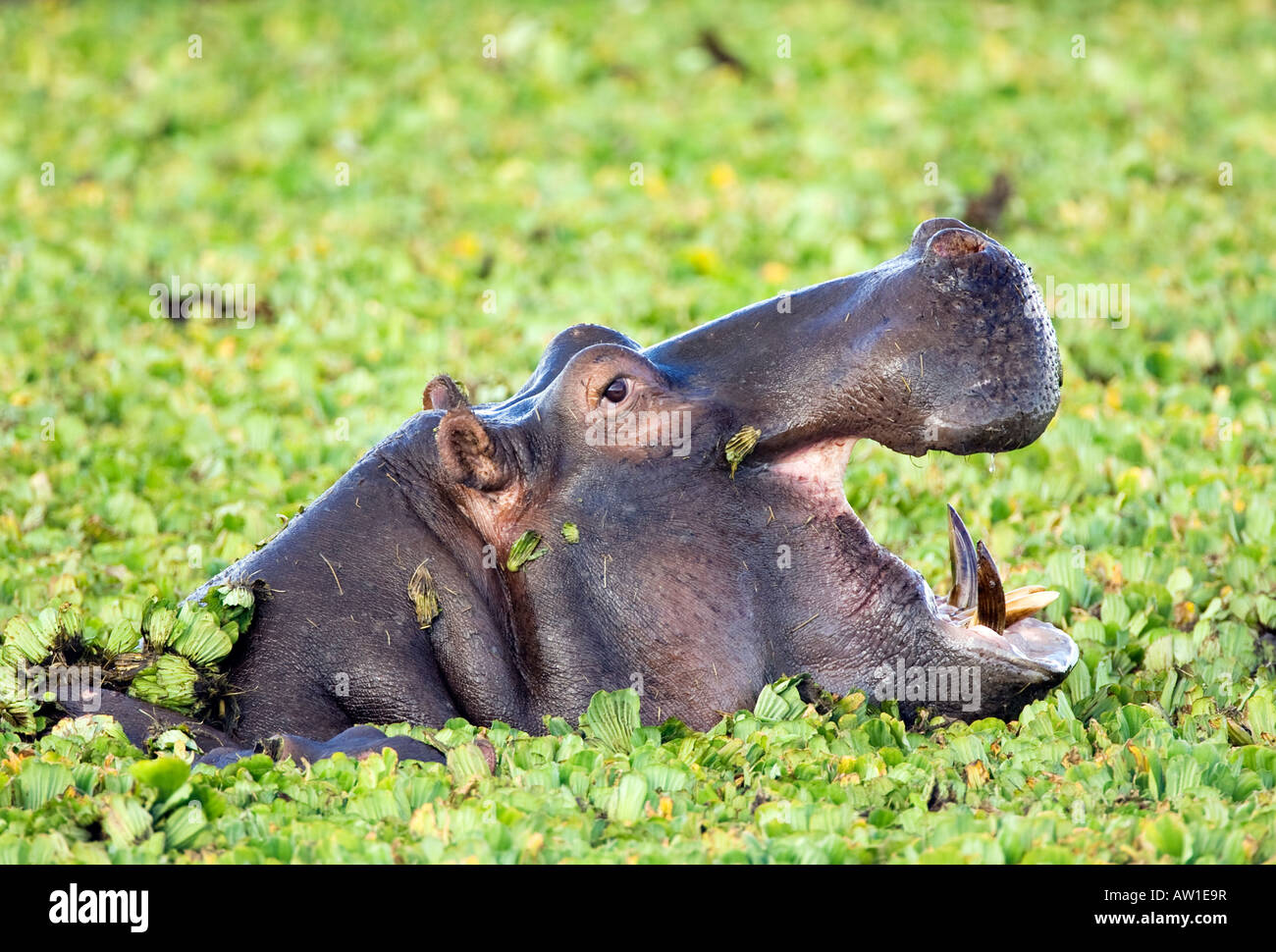 Hippopotamus (hippopotamus amphibius) yawning in pool of lily pads ...