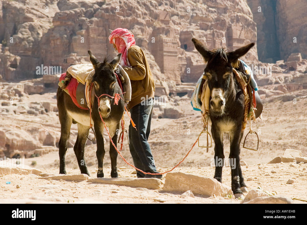 Jordan Petra donkey driver are waiting for tourists Stock Photo - Alamy