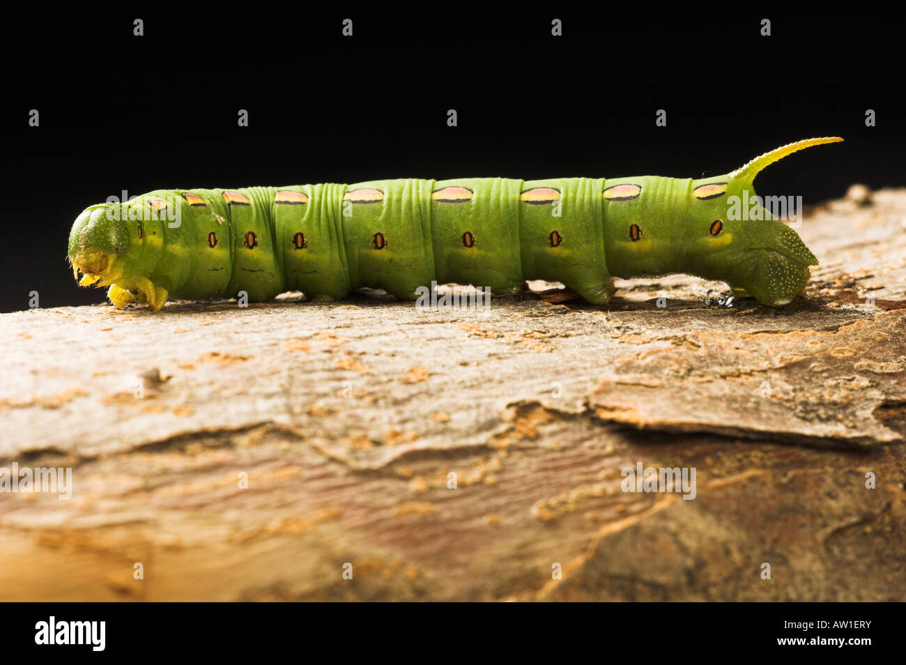 White Lined Sphynx caterpillar (Hyles lineata). Also known as Hawk ...