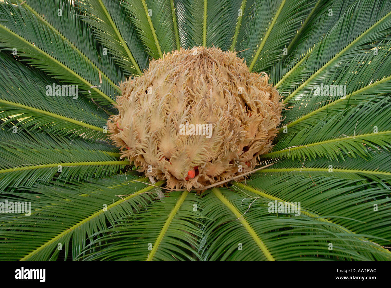 Hand showing the expensive seeds in a female ibizan palm tree Nano ...
