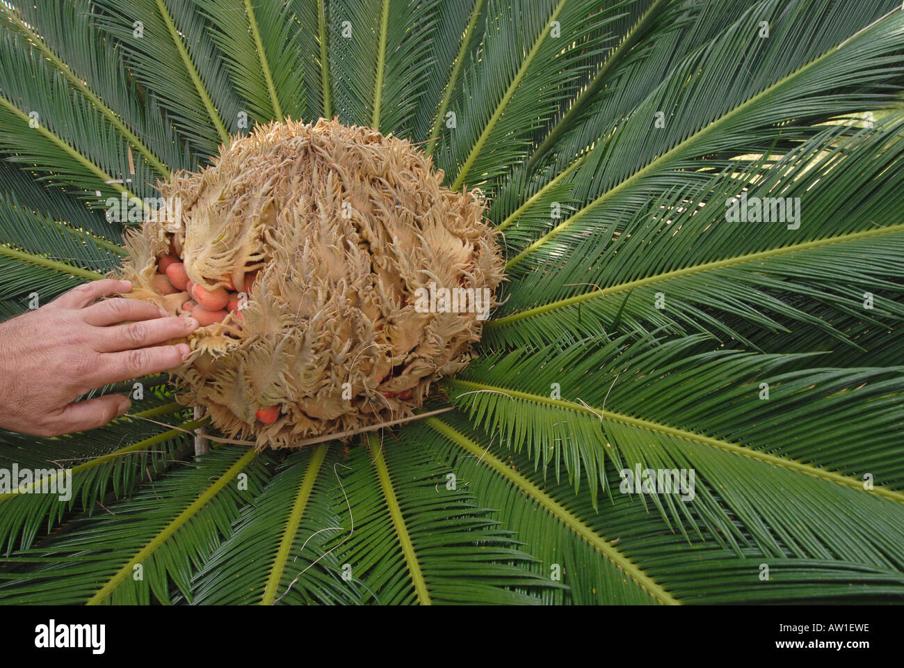 Hand showing the expensive seeds in a female ibizan palm tree Nano ...