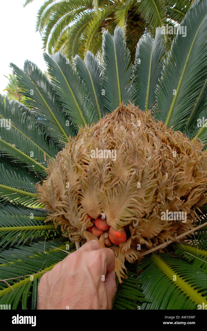 Hand showing the expensive seeds in a female ibizan palm tree Nano ...