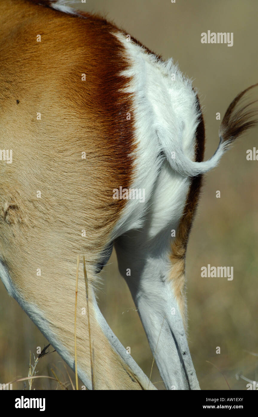 South Africa Mountain zebra national park Springbok tail's spinning ...