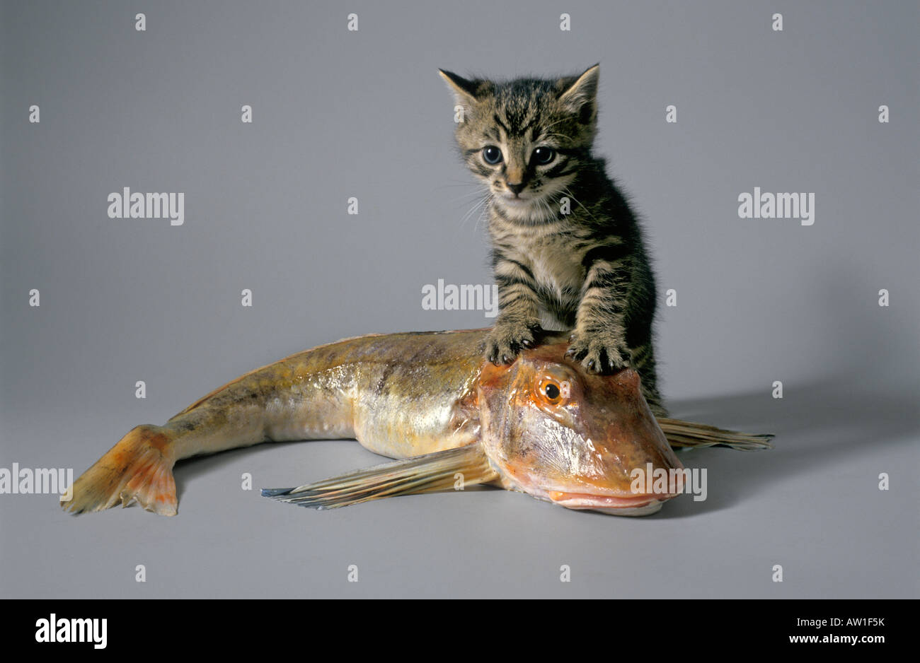 Kiiten with fish Stock Photo - Alamy