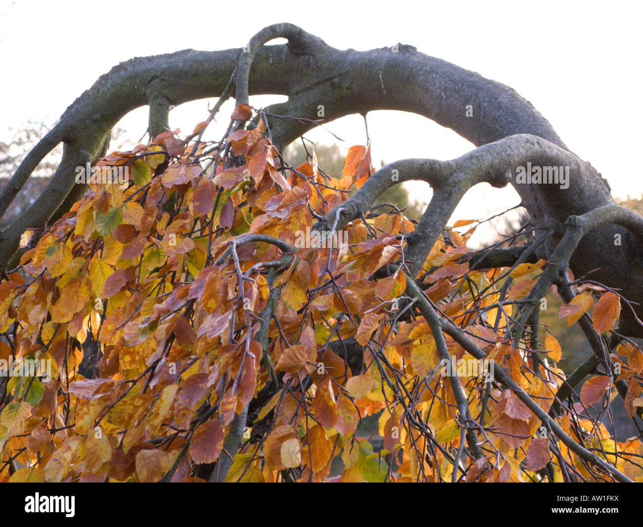 Beech tree autumn colours Stock Photo - Alamy