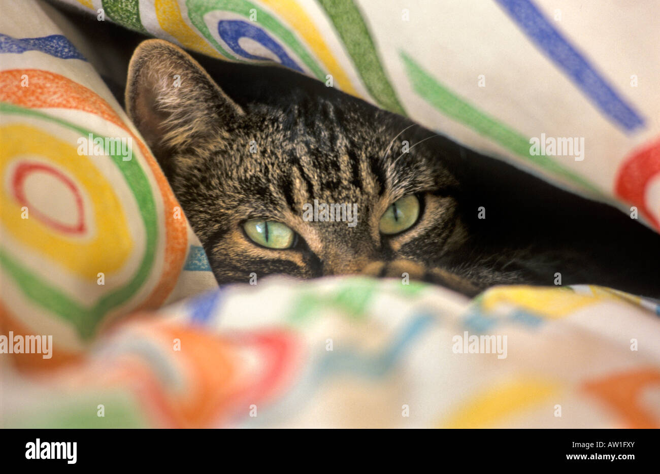 Cat in bed Stock Photo - Alamy