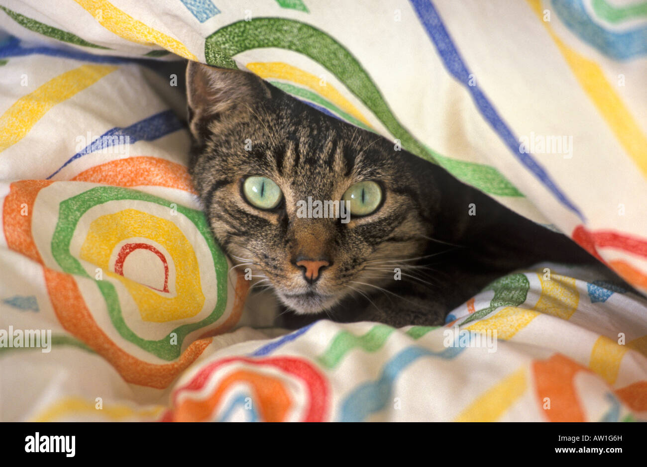 Cat in bed Stock Photo - Alamy