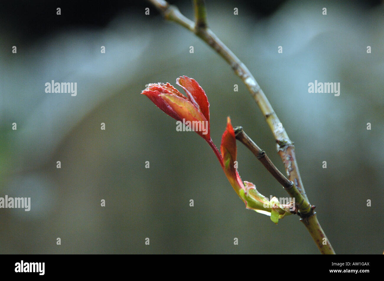 Shoot bud hi-res stock photography and images - Alamy