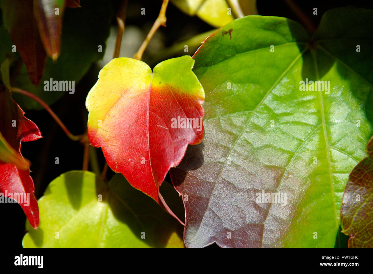 Ivy , autumn foliage Stock Photo - Alamy